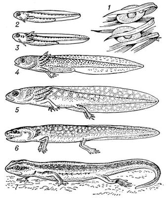 Земноводные